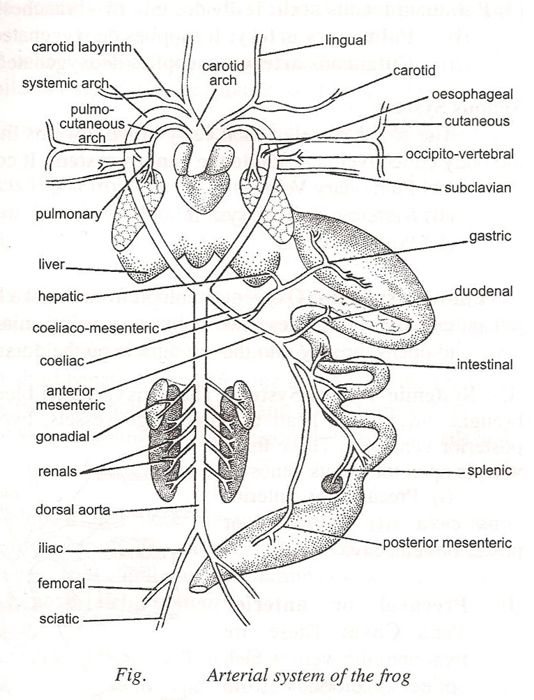 Zoology for higher secondary level: Frog: Blood-Vascular System