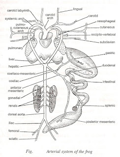 Zoology for higher secondary level: Frog: Blood-Vascular System