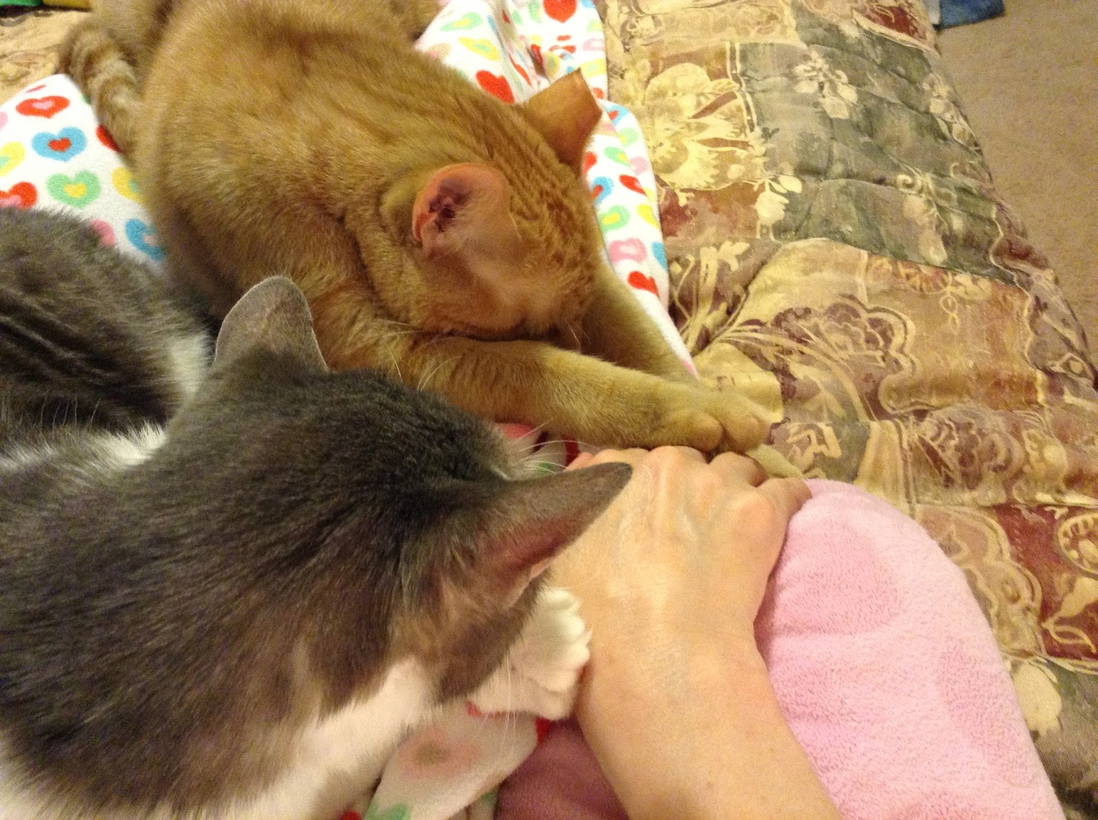 It's all about the cats!: Two hand-holding kitties!