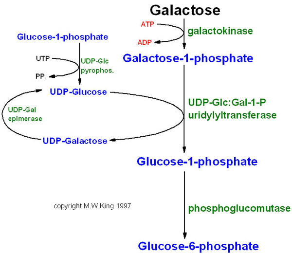 World of Biochemistry (blog about biochemistry): Utilization of ...