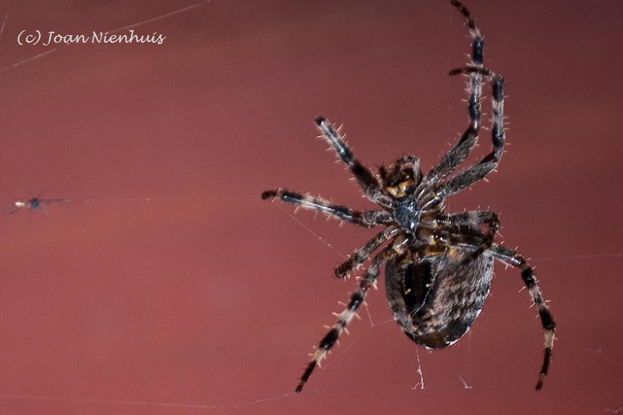 Pacific Northwest Photography: October Spiders