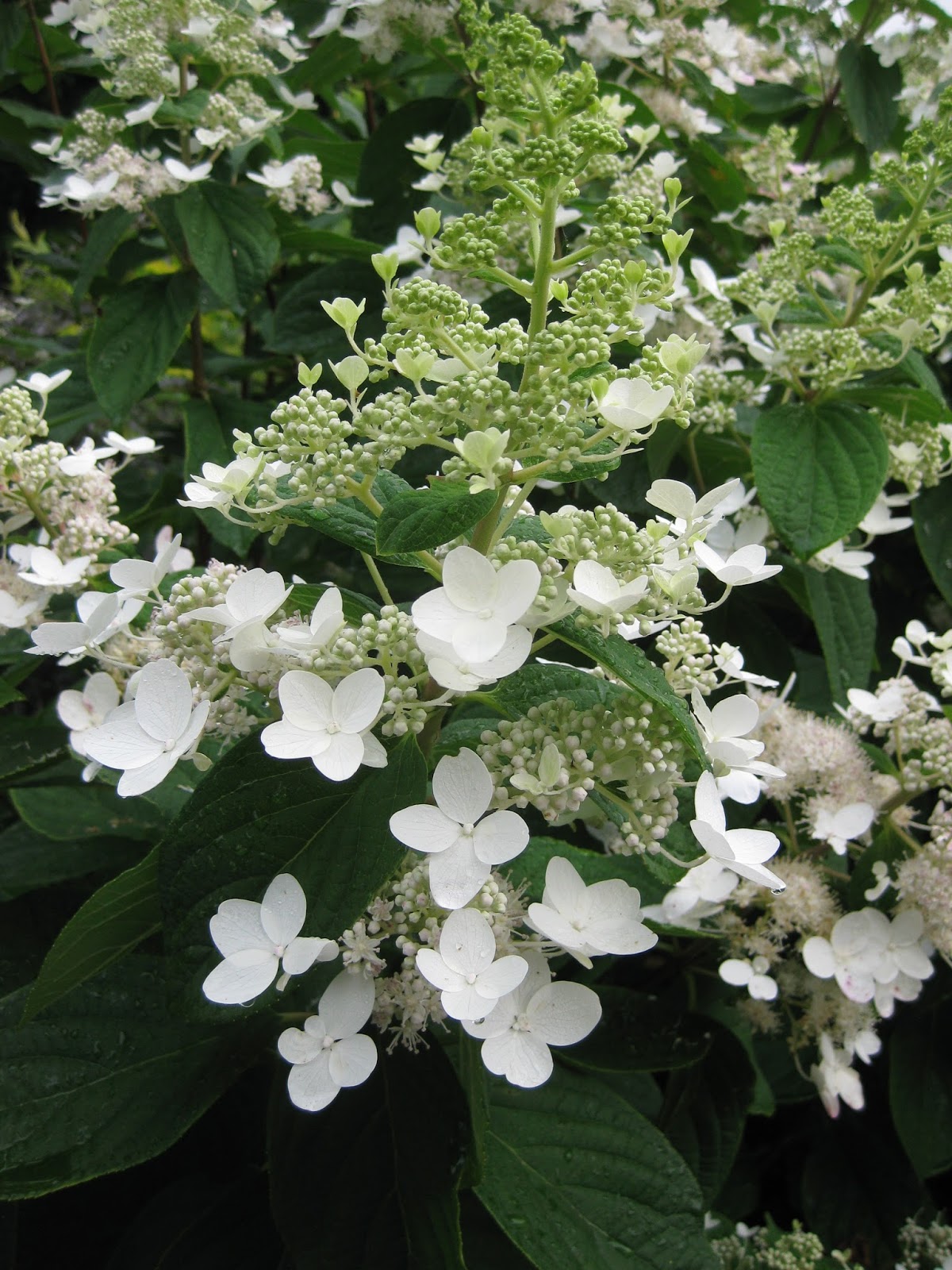 Rotary Botanical Gardens - Hort Blog: Pollinator's Paradise