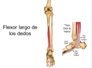 Fisioterapia uem: EAMT FLEXOR LARGO DE LOS DEDOS DEL PIE