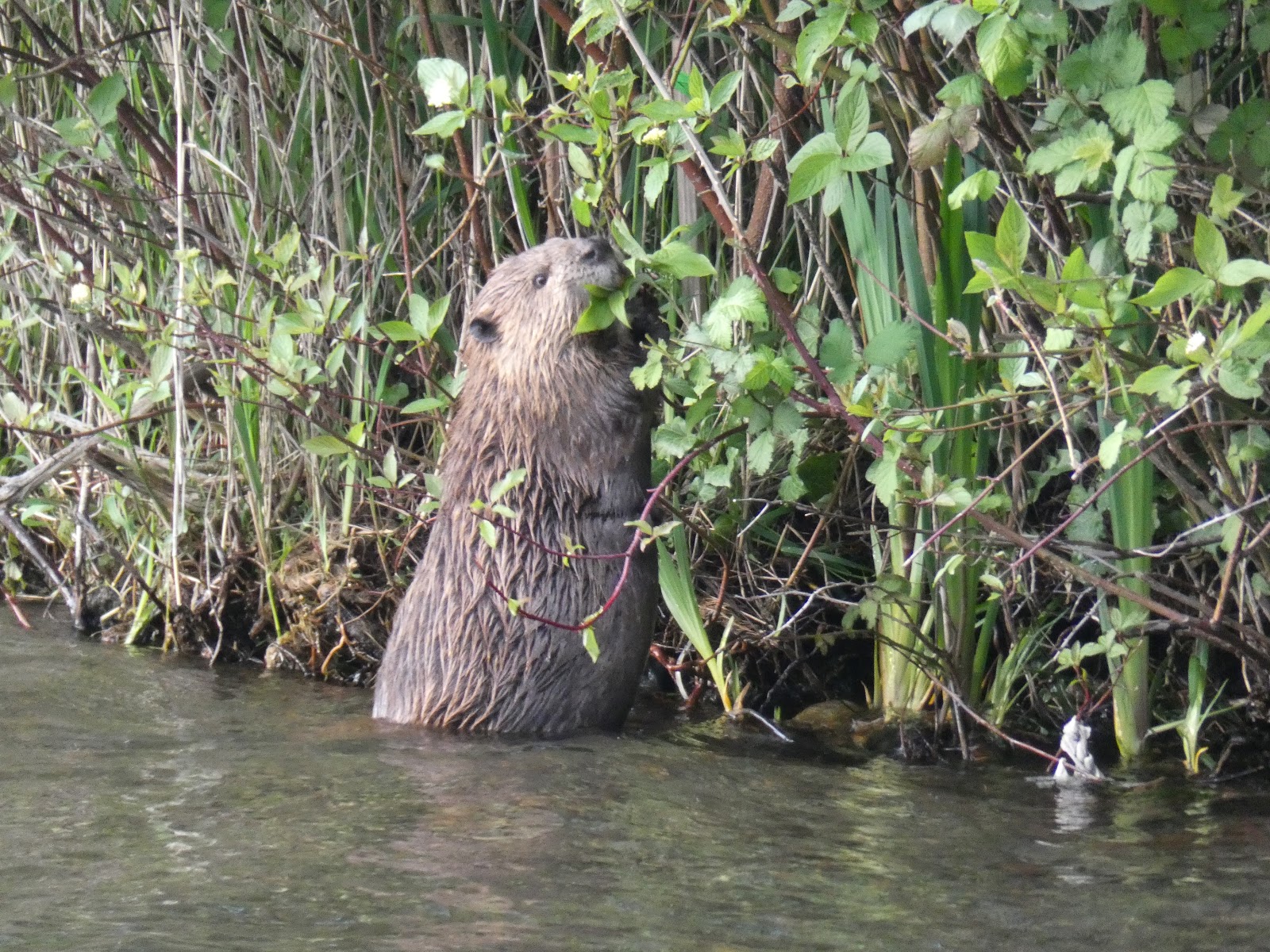 Geotripper: Just For the Fun of It: A Beaver on the Shores of Lake ...