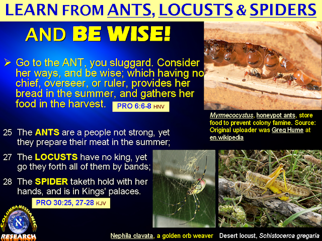 The BIBLE EXPLAINER & REVELATOR: Q42: WHAT ABOUT INSECTS, LIKE IPIS ...