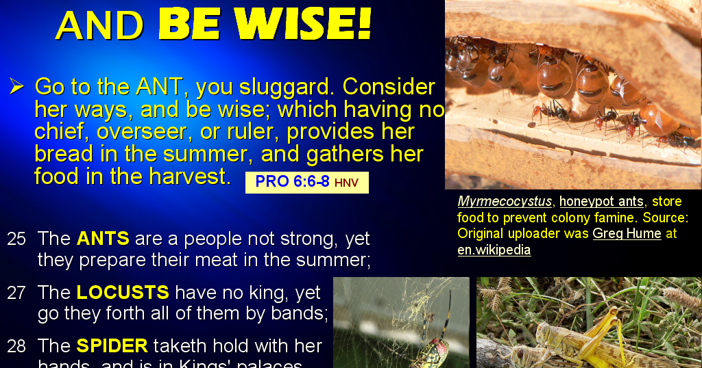 The BIBLE EXPLAINER & REVELATOR: Q42: WHAT ABOUT INSECTS, LIKE IPIS ...