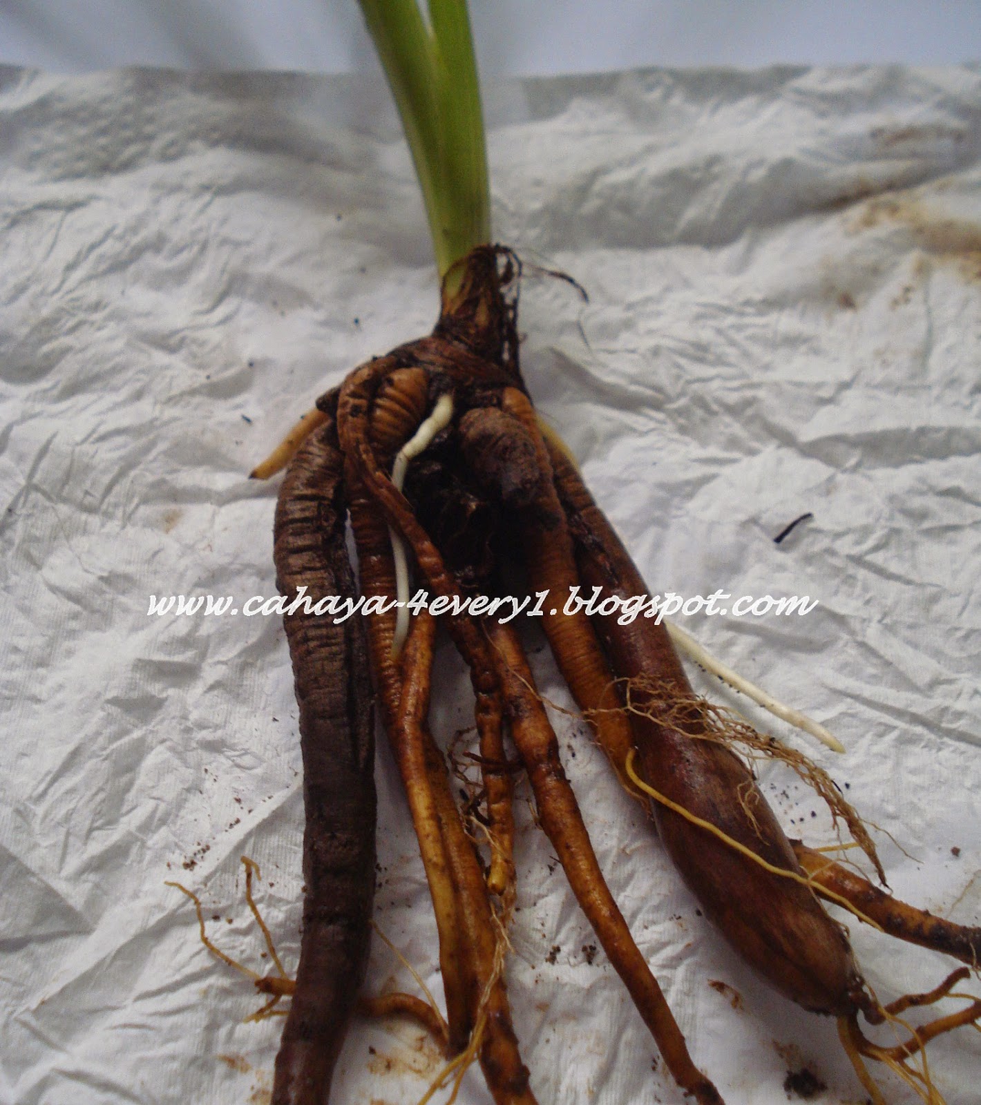 RUMAHKUBAHAGIAKU: Mengenal berbagai umbi dan rimpang bunga (bagian 1)