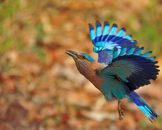 Birds in Tadoba National Park