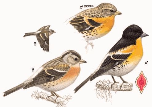 Vogels in de Oranjepolder (en soms ver daarbuiten): Keep, mooier dan ...