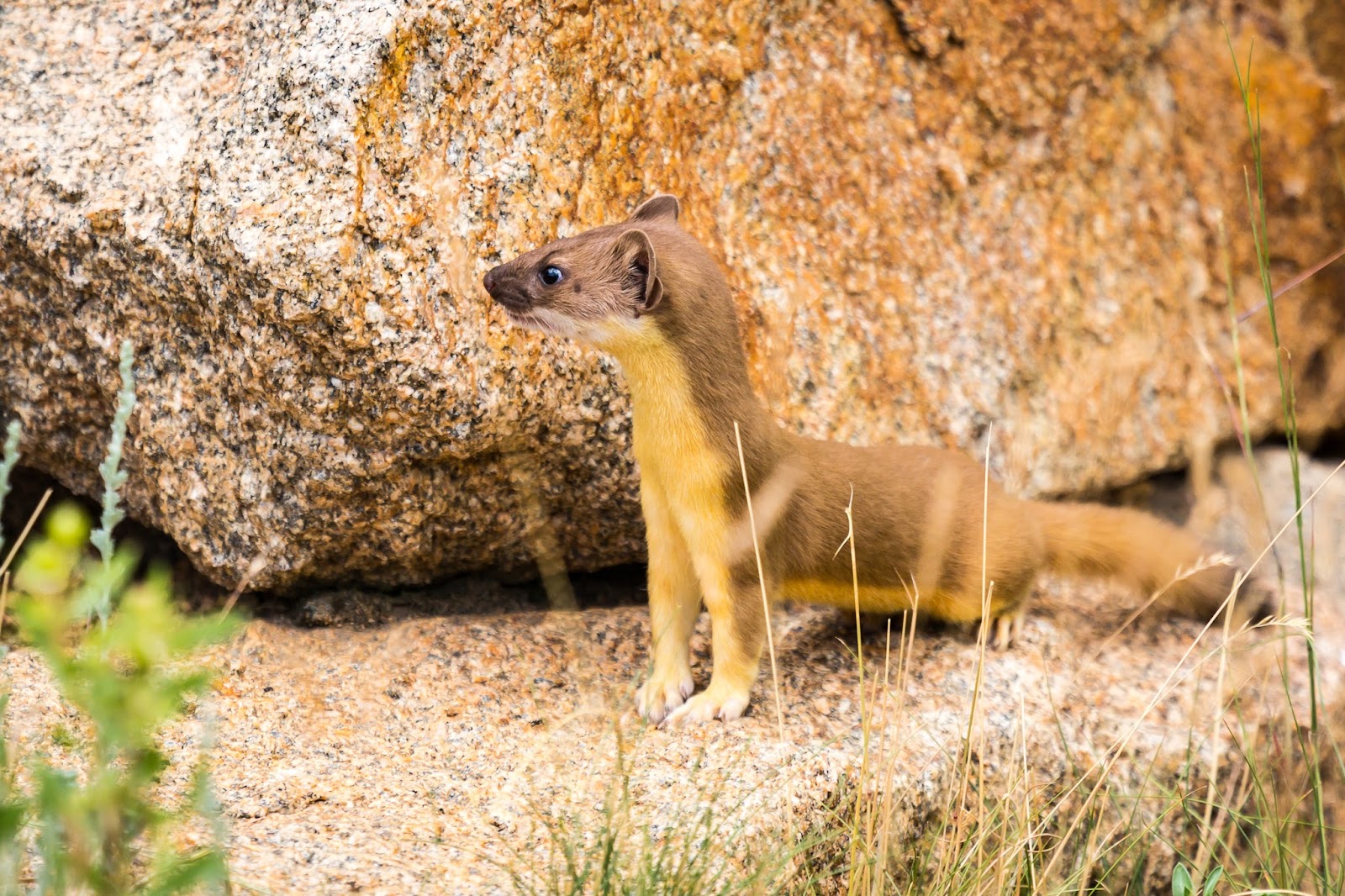Just Our Nature: Pop goes the weasel!