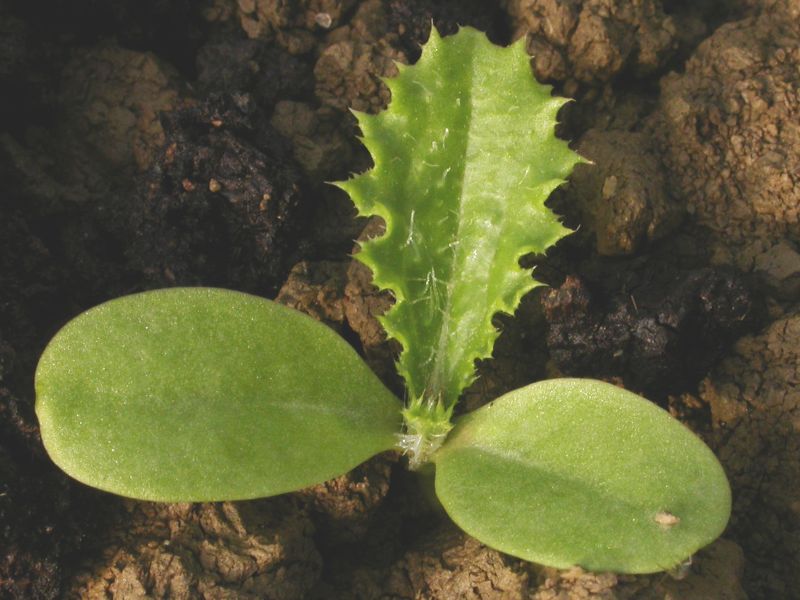 Medio ambiente.: Dicotiledóneas