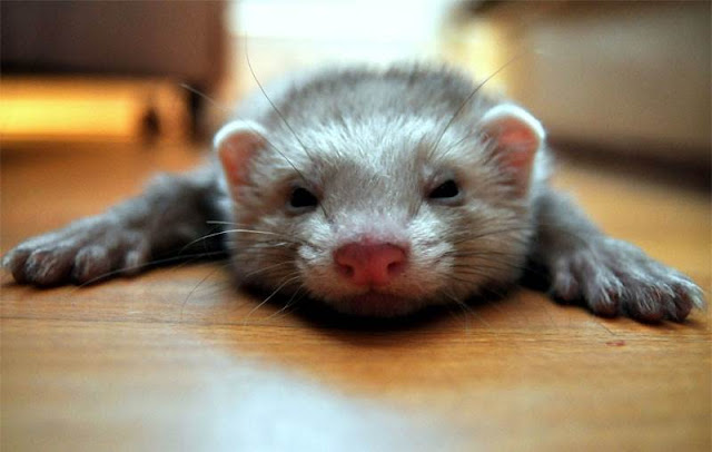 Pet Ferret - Furniture
