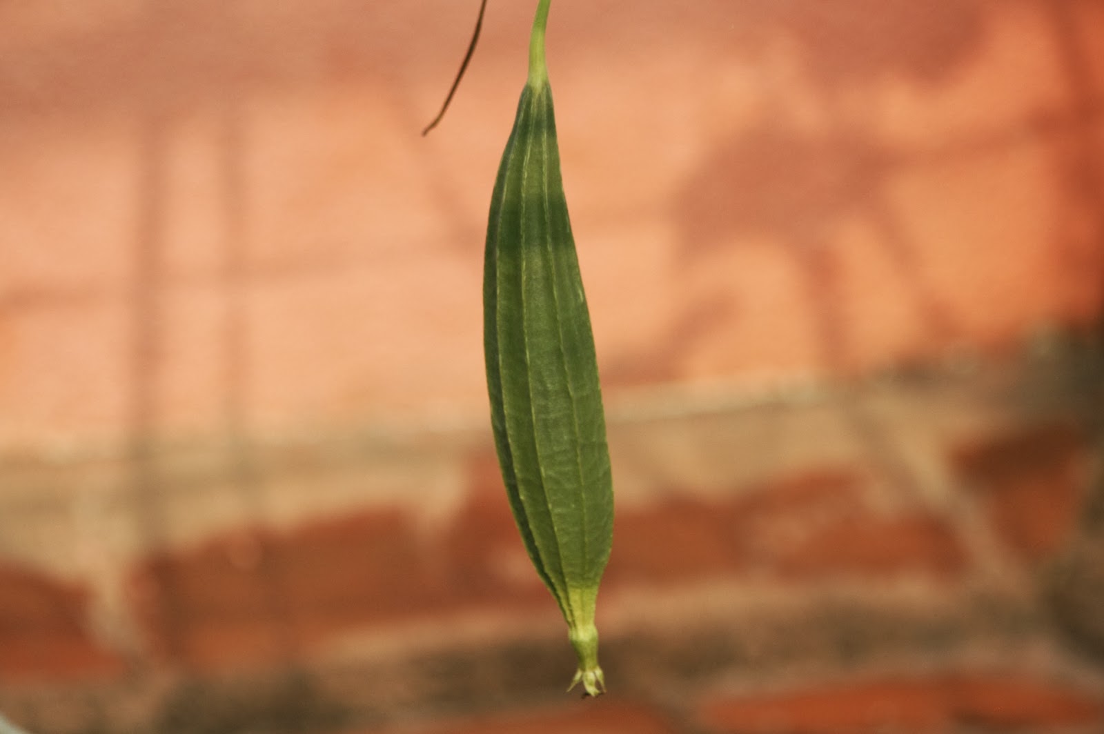 TERRACE GARDENING: My Terrace Garden