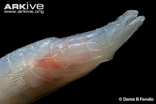 The Cave Bio-Blog: Species Profile: Alabama Cavefish (Speoplatyrhinus ...