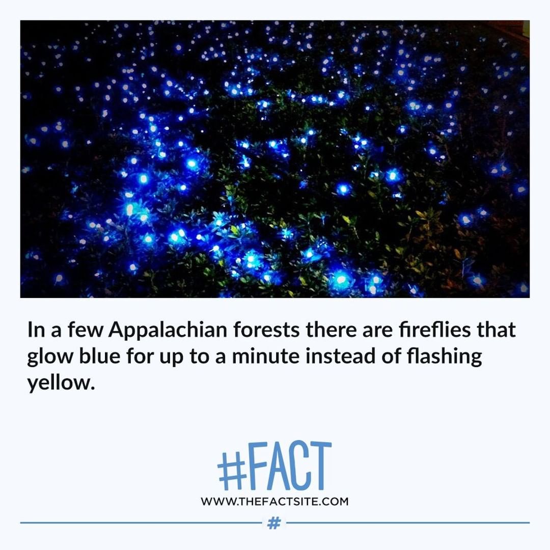 10 RANDOM TRUE FACTS – FUN FACTUAL ACTUAL FACTS 16 | Amazing WTF Facts