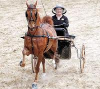 PERDEWÊRELD: DIE VERSTOMMENDE SAALPERD