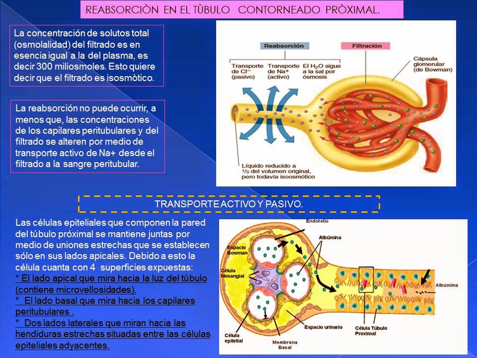 TÙBULO CONTORNEADO PROXIMAL. | Blog de Fisiología Médica