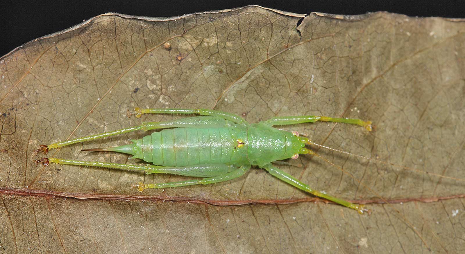 BunyipCo: March 2012