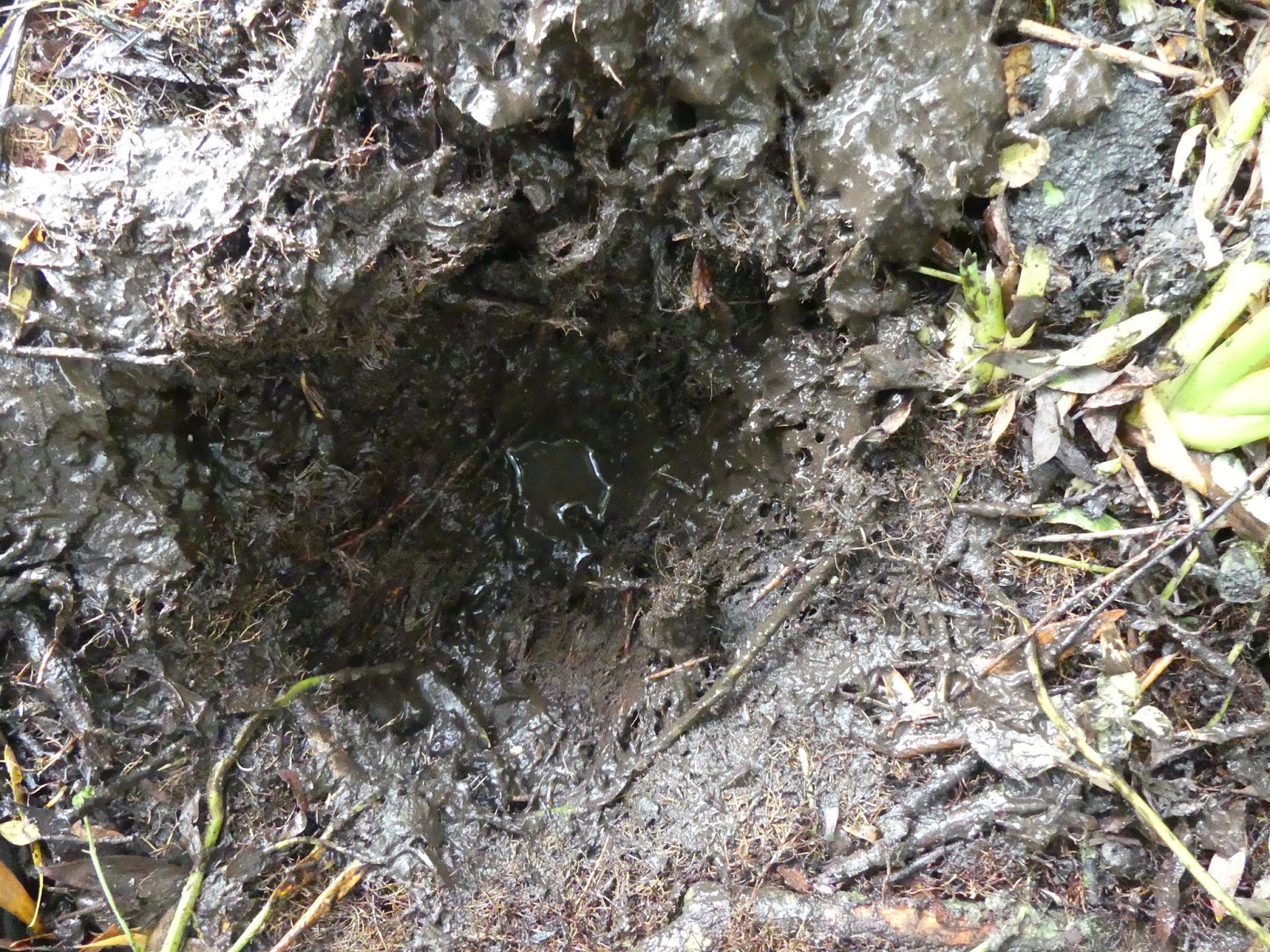 The Outdoor Traditionalist : Gypsy Well