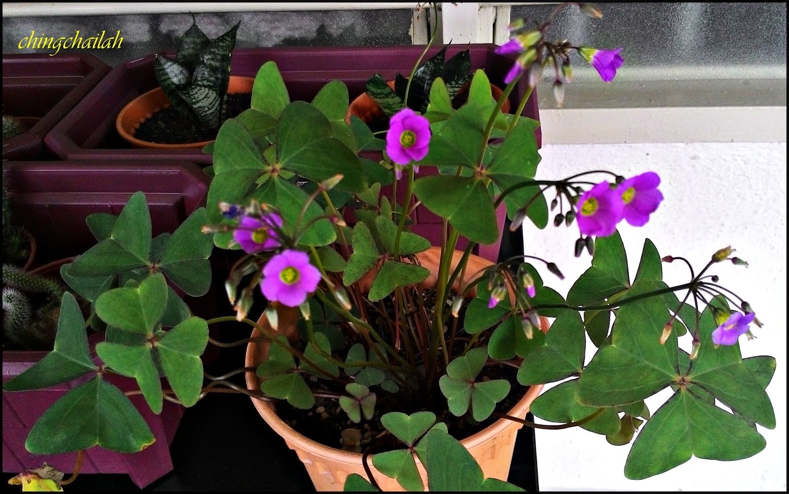 Simple Living In Nancy: Growing Green Shamrock Or Oxalis Dehradunensis ...