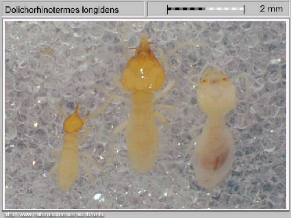 Rhinotermitidae Fontanelle