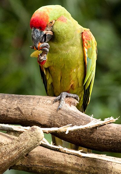Bird Directory: Red fronted Macaw Parrot