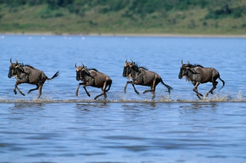 Wildebeests Facts And Pictures | All Wildlife Photographs