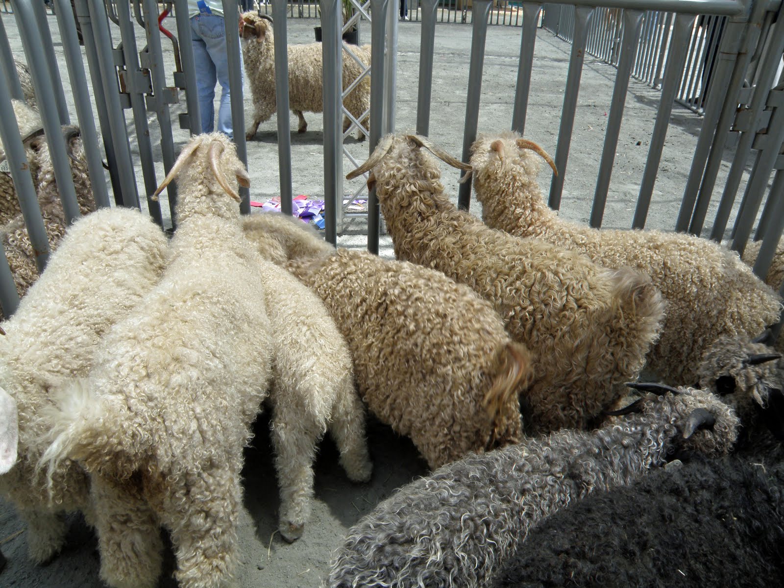 Unique Designs By Kathy: Del Mar Angora Goat Show and San Diego Beaches