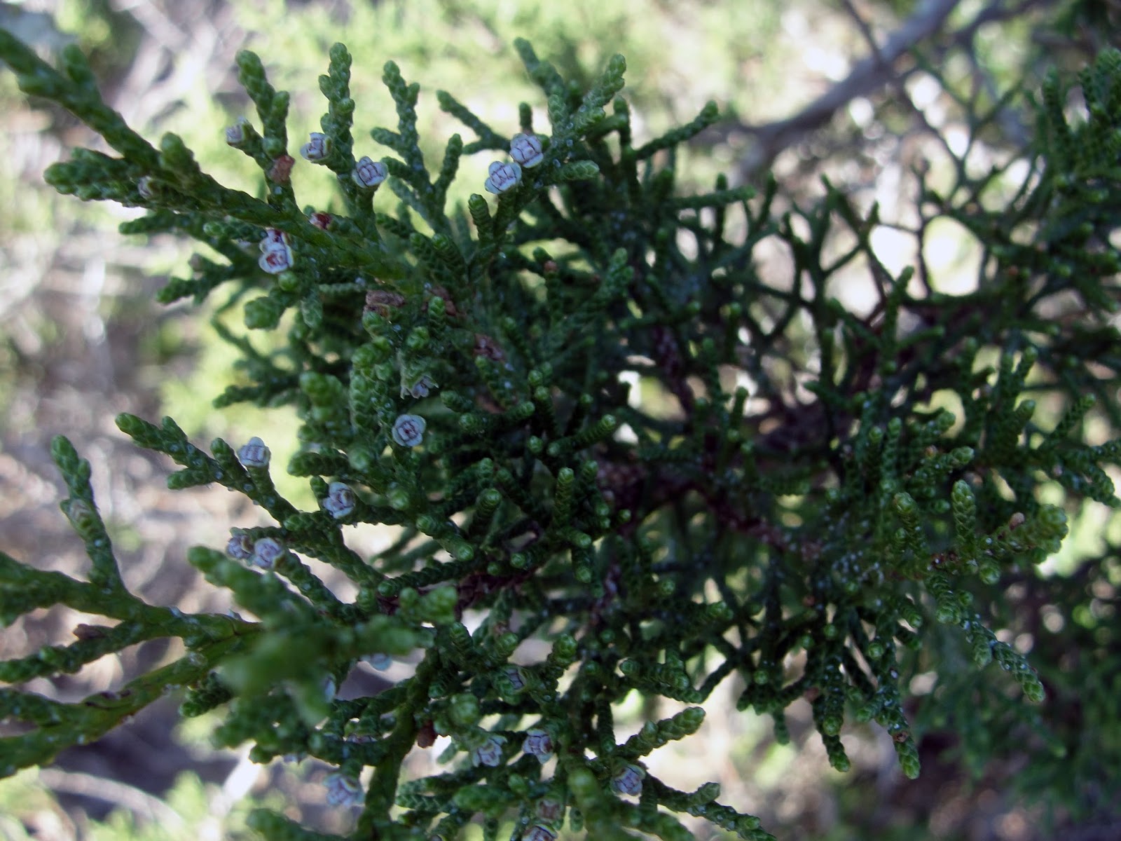 imatges de menorca: SAVINA - SIVINA (Juniperus phoenicea L. subsp ...