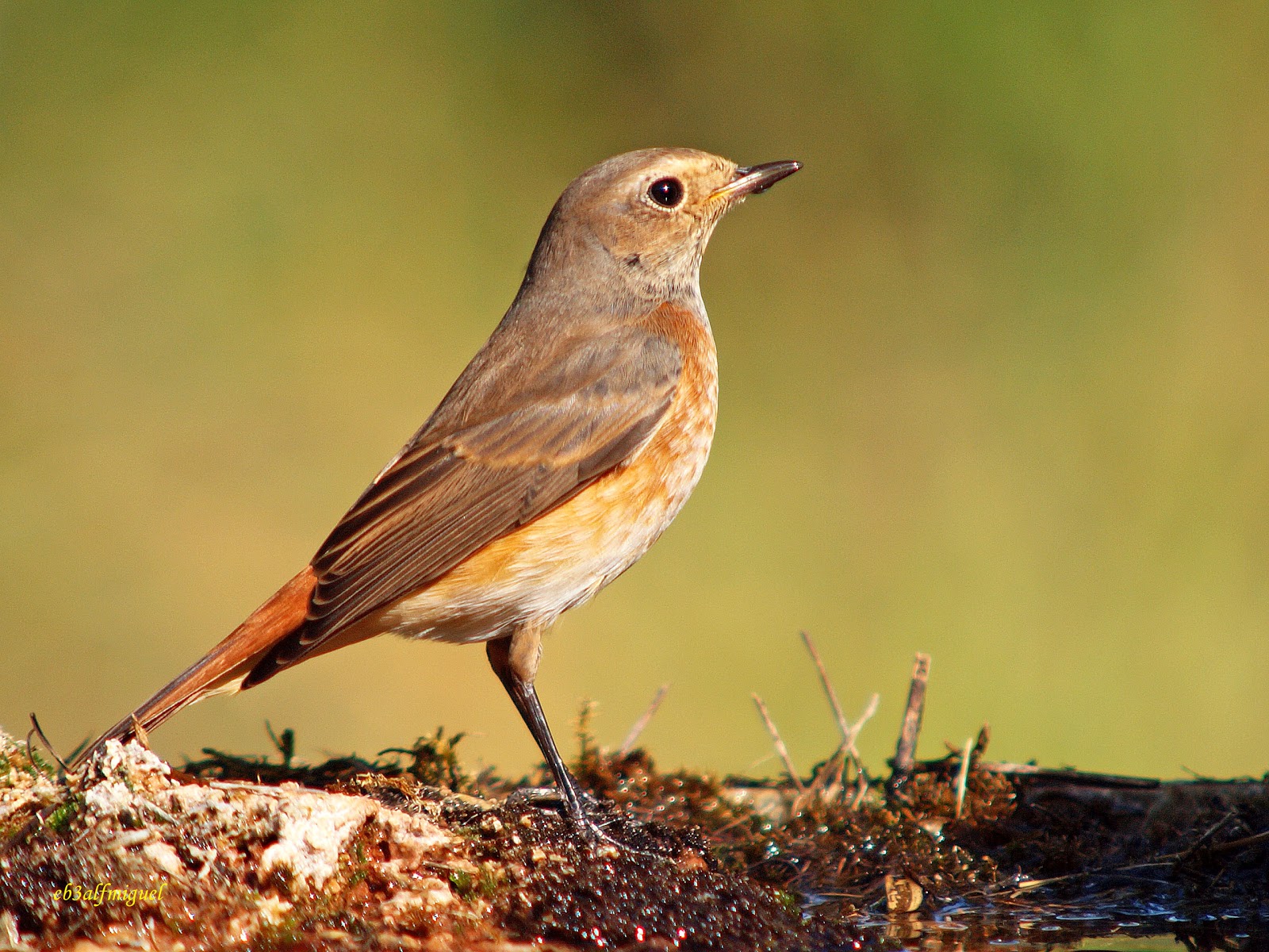 Miguel fotografia: Colirrojo real (Phoenicurus phoenicurus) y su baño
