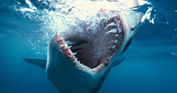 10 Fakta Menarik Tentang Hiu Putih "Great White Shark" Si Monster ...