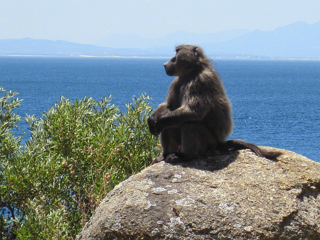 Green Point Greenie: Cape baboon, Chacma baboon