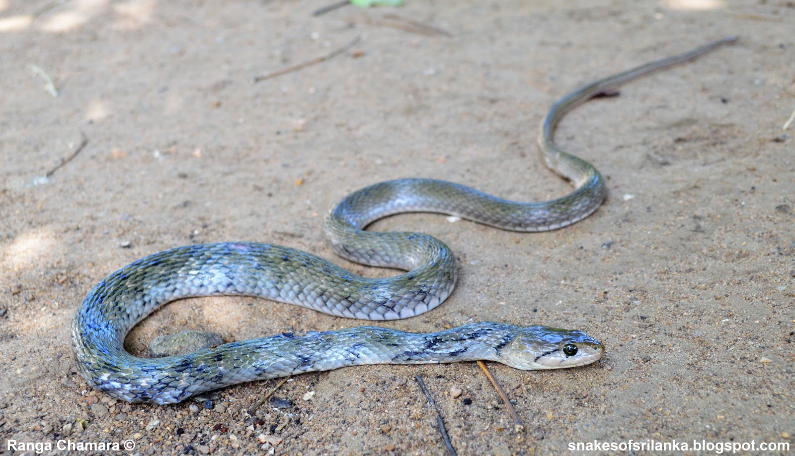 Checkered Keelback/දියබරියා (Fowlea.cf.piscator- Vogel & David, 2006)
