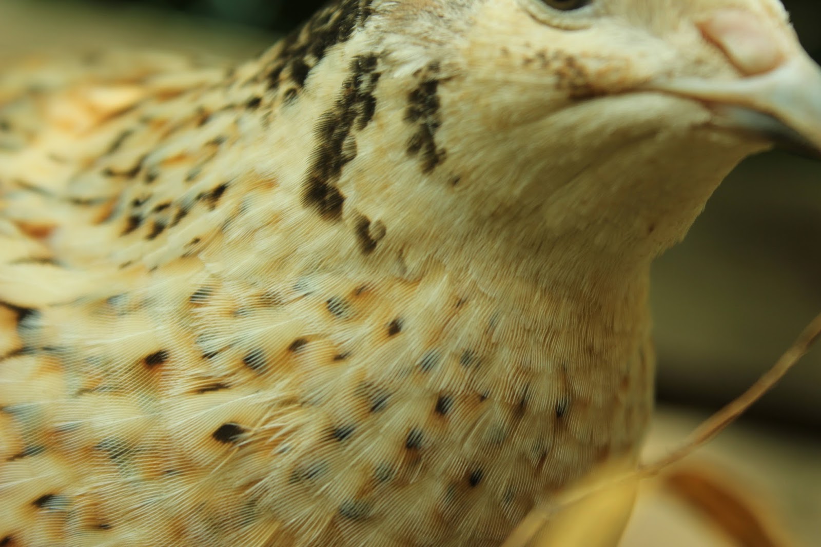 Colours of Coturnix Japonica Quail Part Two - The Golden | The Holistic ...