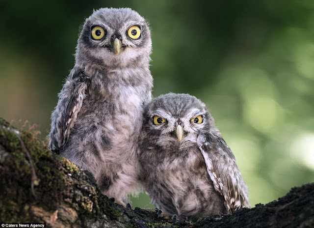 White Wolf : Grumpy and Surprised: 2 Expressive owl's hilarious ...