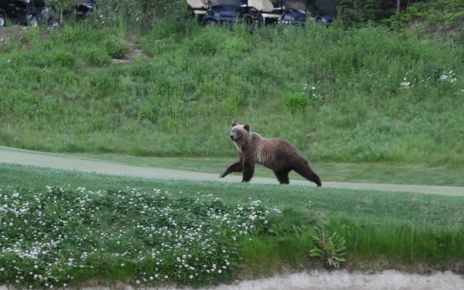 Greywolf Golf Course Turfcare