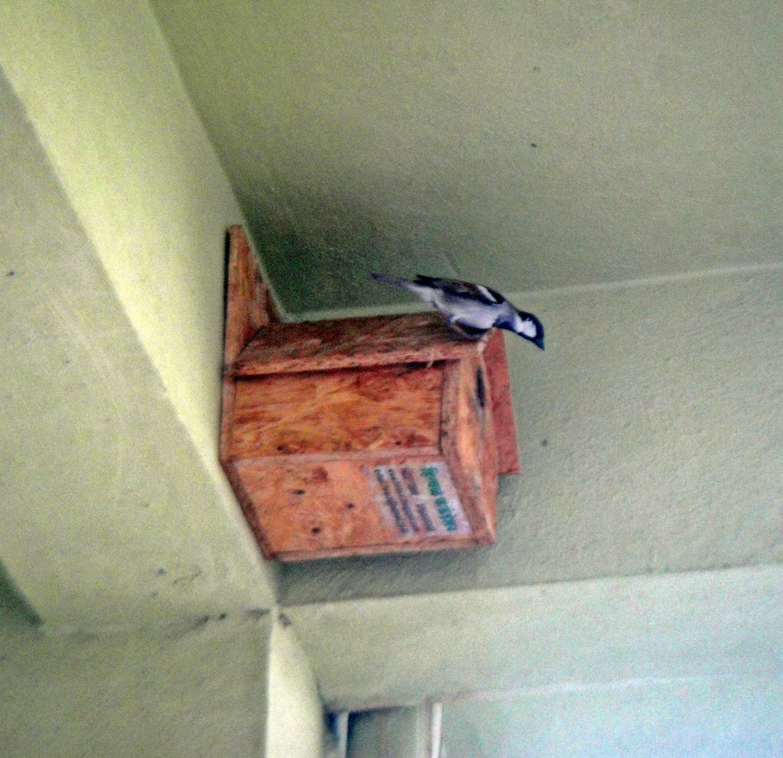 HIRVAL FOUNDATION: Save House Sparrow