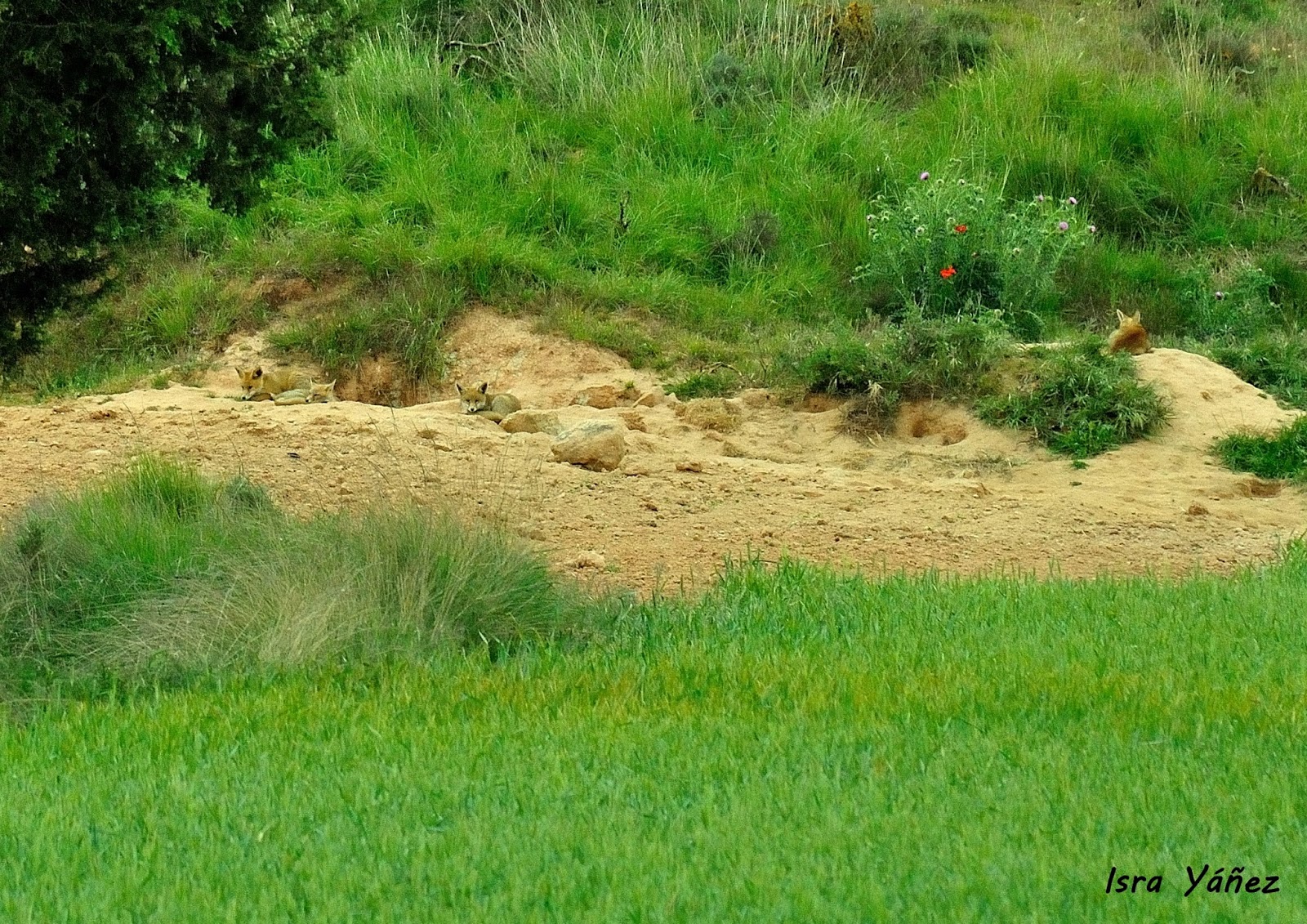 Naturaleza de Quintanilla del Agua (Burgos): Zorros y cernícalos