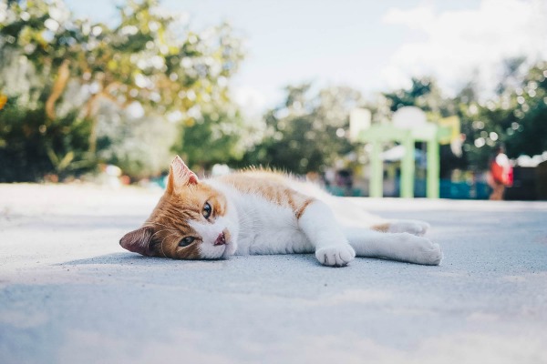 Download the new for ios Talking Juan Cat Simulation - raceakp