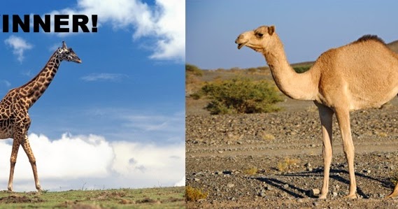 The Jungle Store: Water Wars: Giraffes Vs. Camels