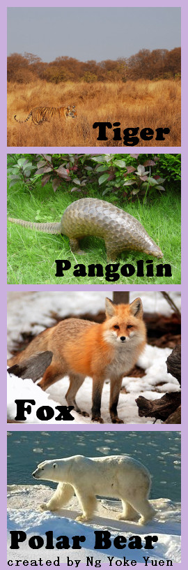 Animal's: Social and Solitary Animal's