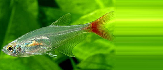 aquascapejuara: Glassfin, Ikan Hias Kecil Bertubuh Transparan Dan ...