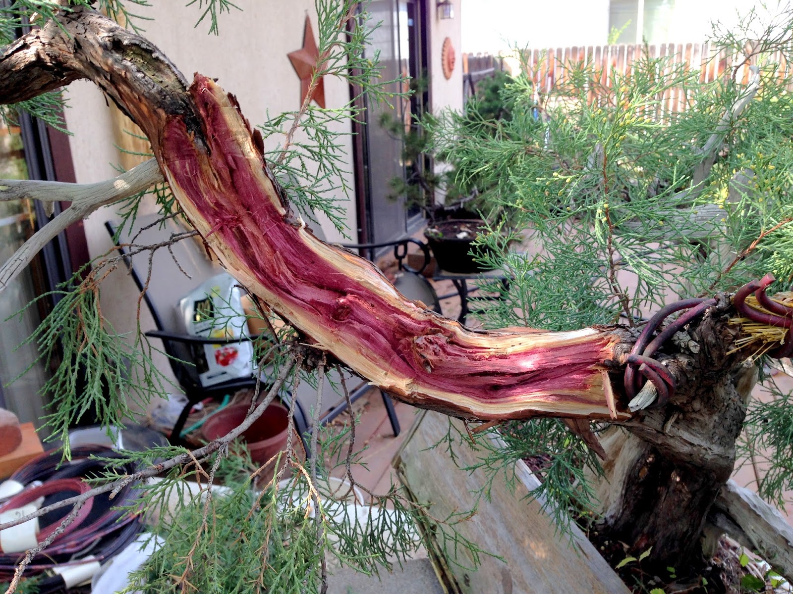 Branch Work: Branch and Trunk Bending Techniques (Part Two)