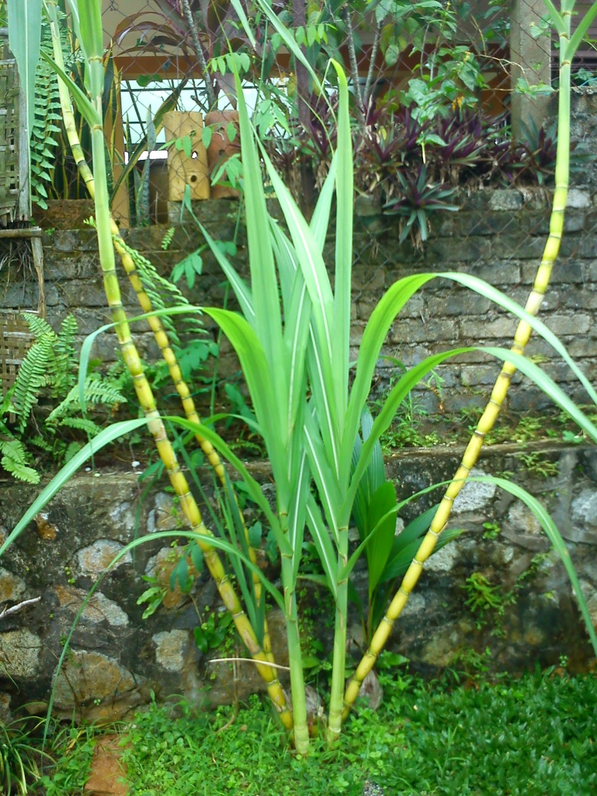 Keringat: Hasil Tanaman RM25