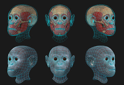 ATOR: Taung Project: 3D Forensic Facial Reconstruction