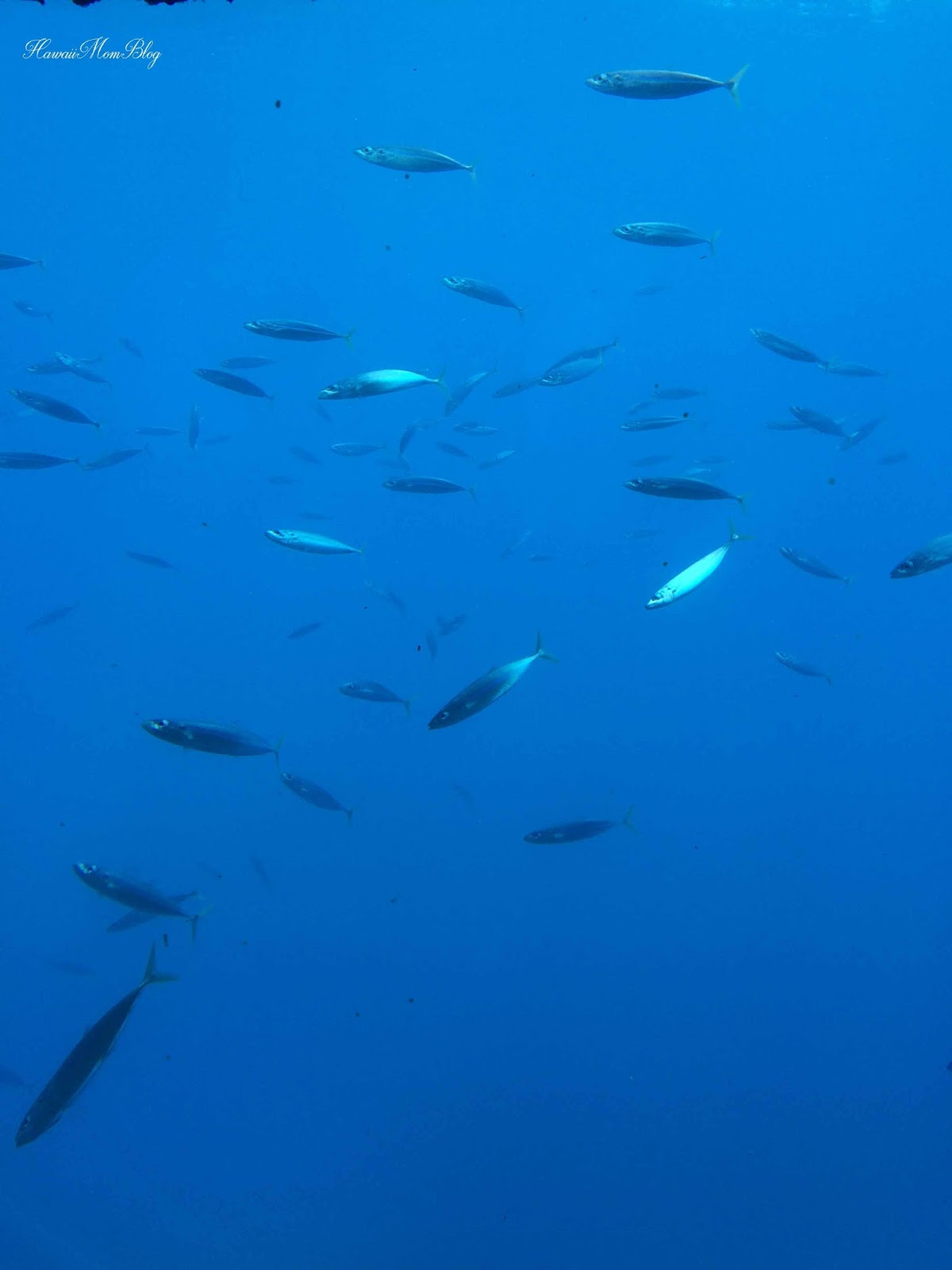 Hawaii Mom Blog: Atlantis Adventures - Premium Submarine Tour