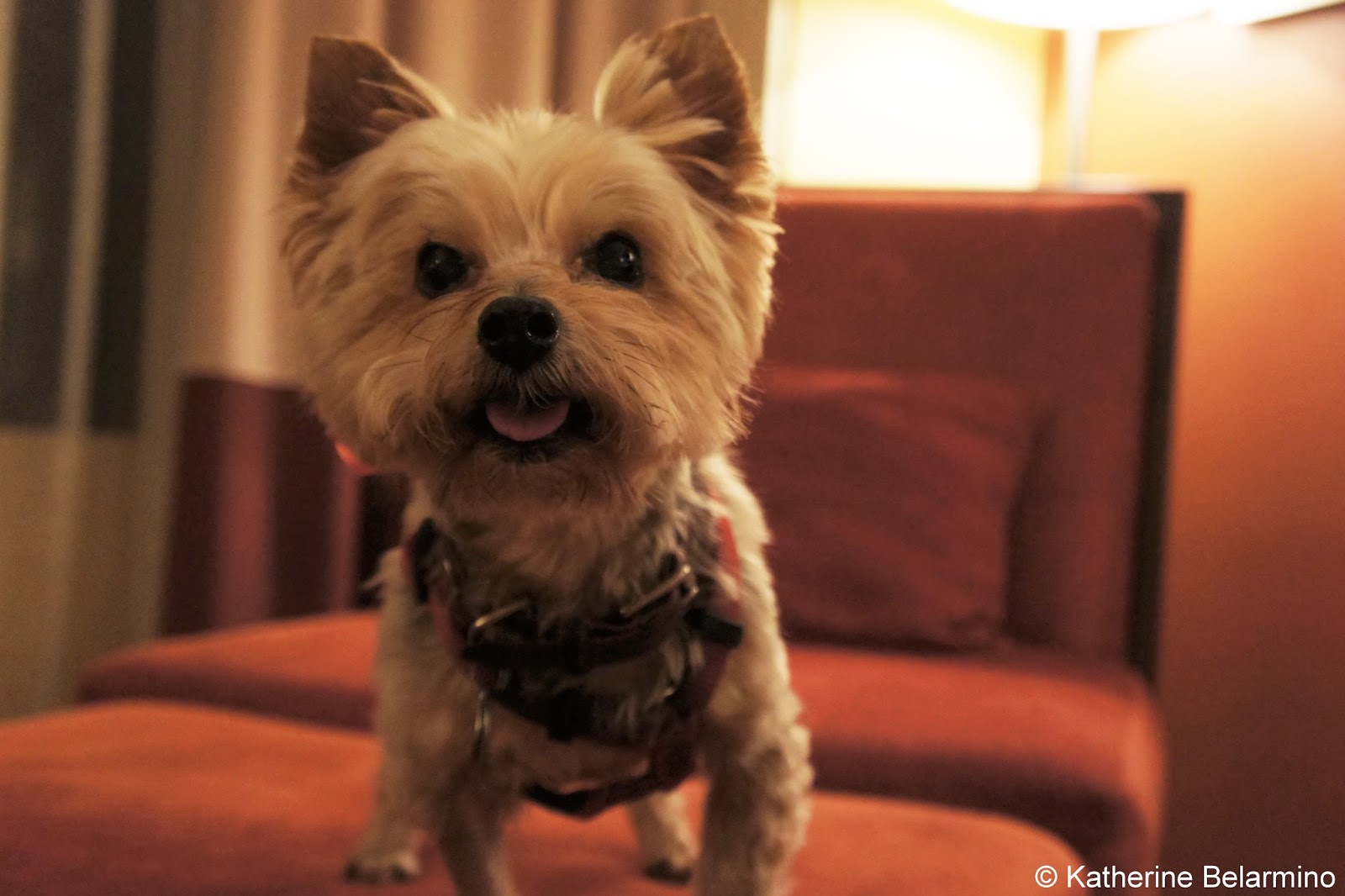 Hotel Review: Central California’s Radisson Santa Maria | Travel the World