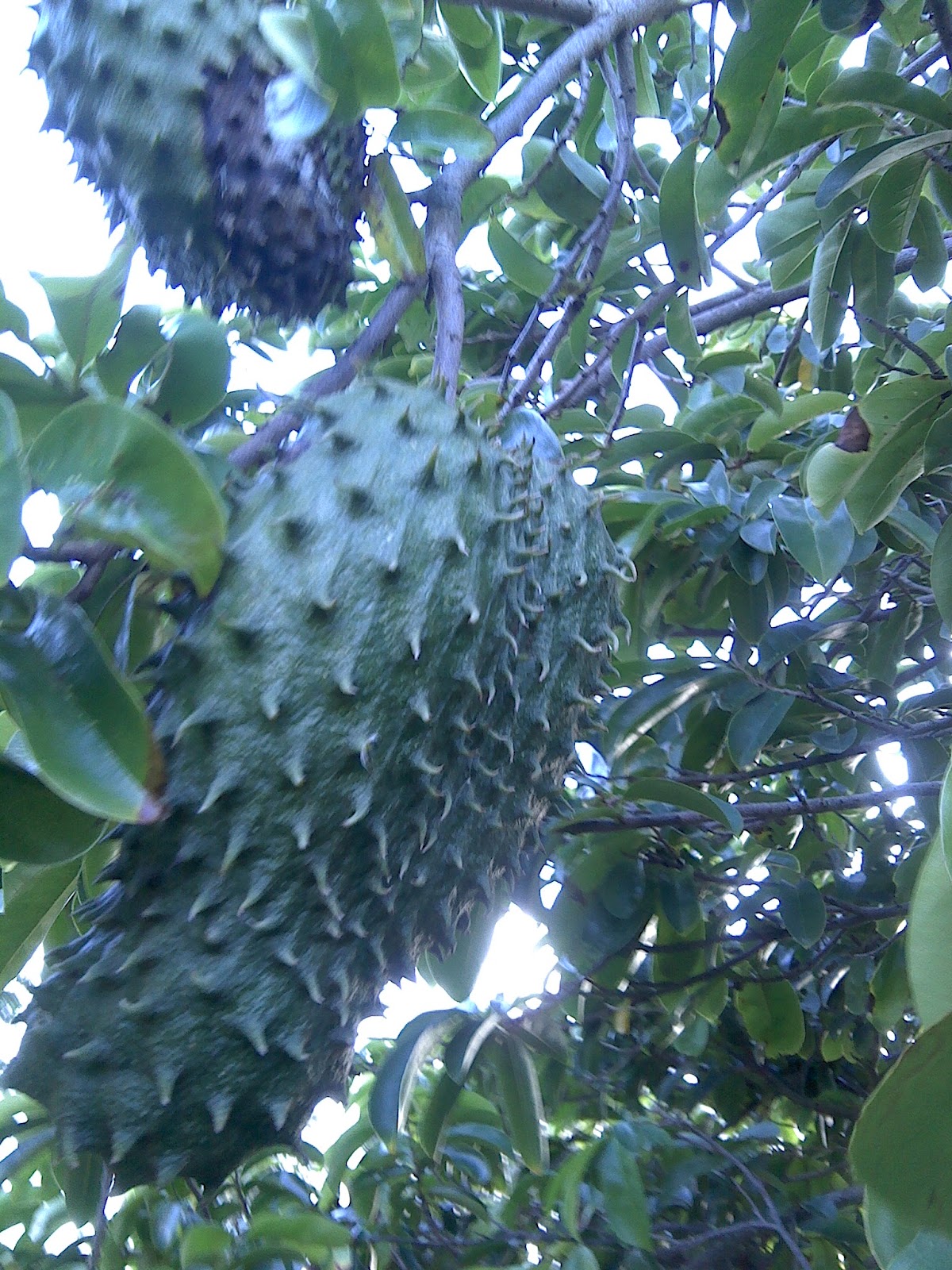 Healing Herbs of the Caribbean: The Soursop Tree (Graviola)