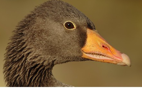 Incredible Indian Wildlife: Amazing birds with teeth....-a tour!!!