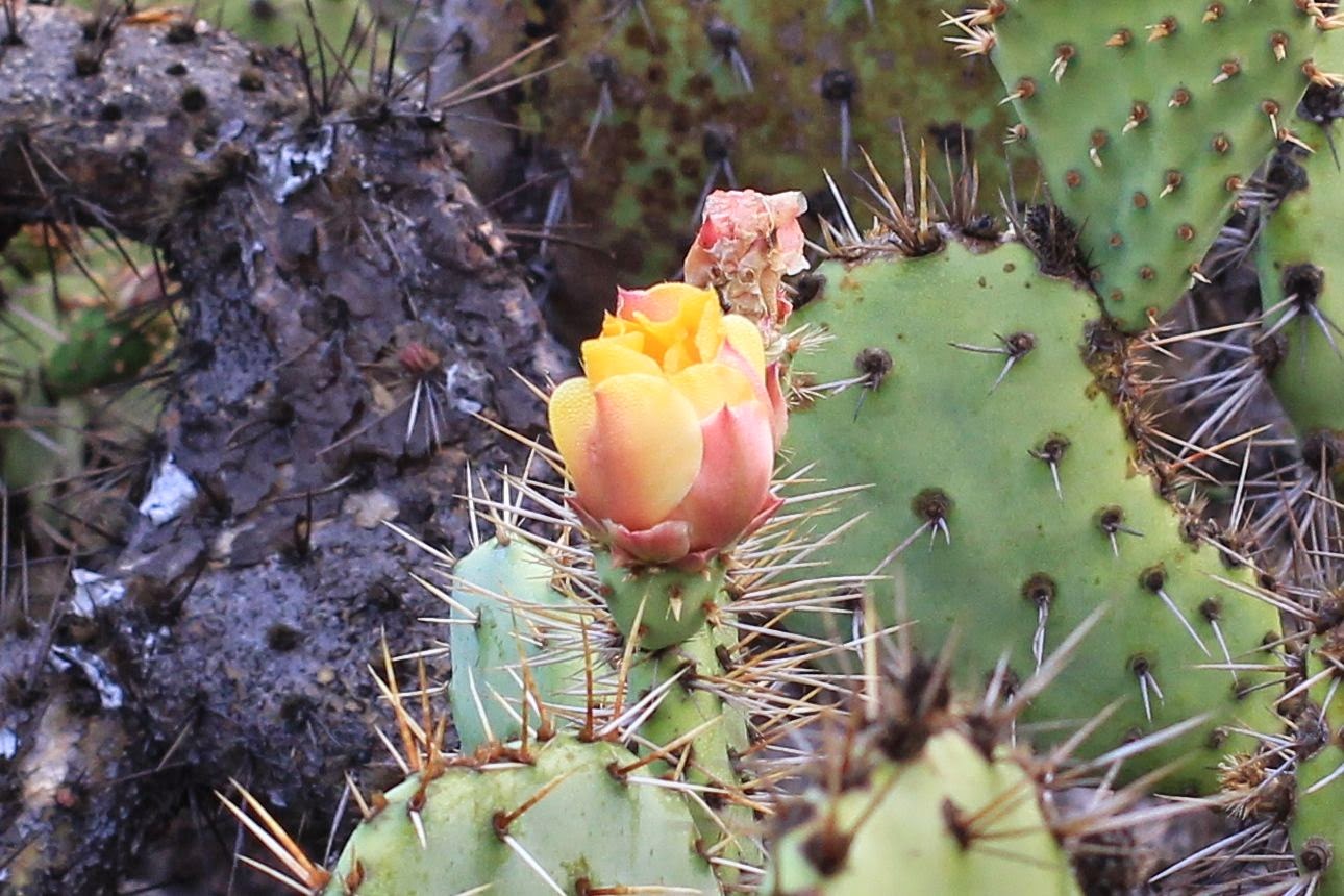 CA Native Garden: Wild UCI